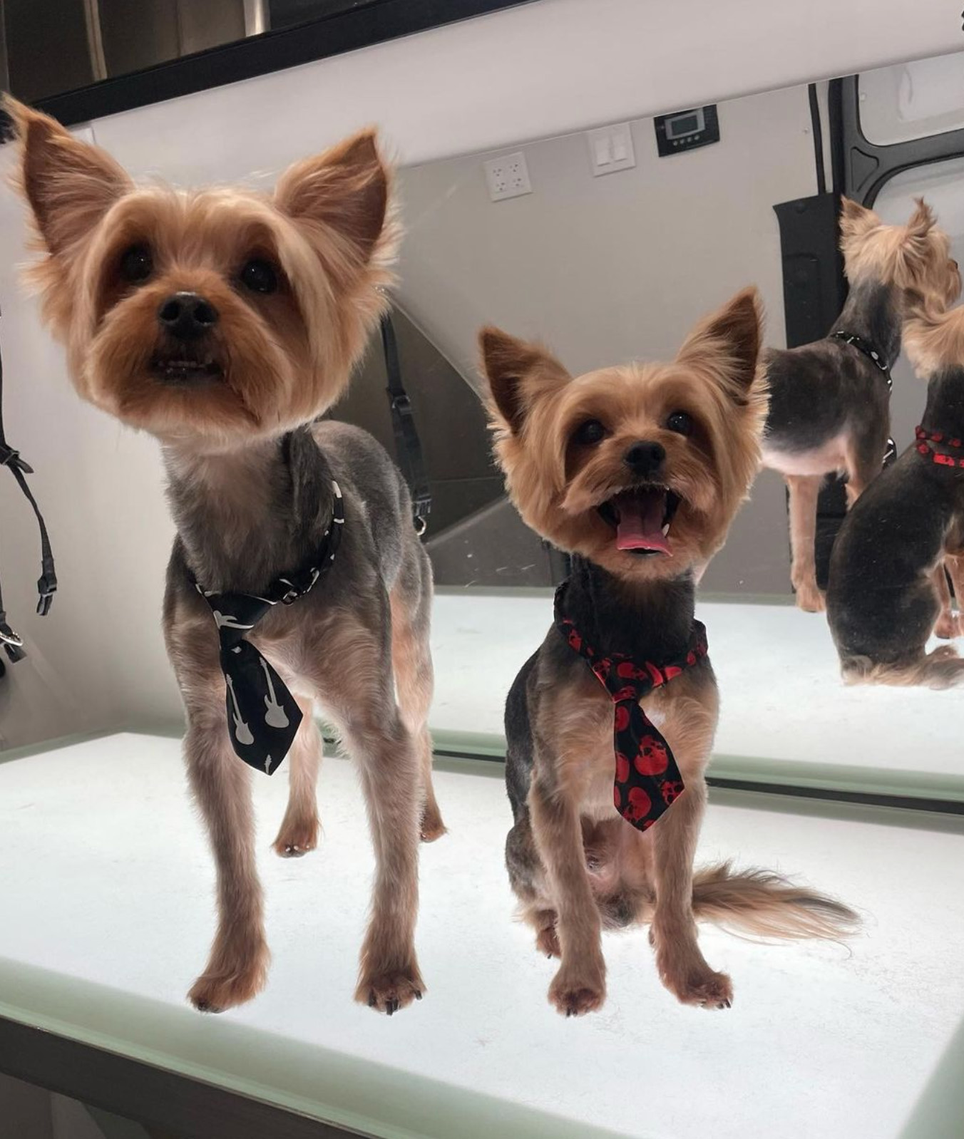 Services - Super Pups